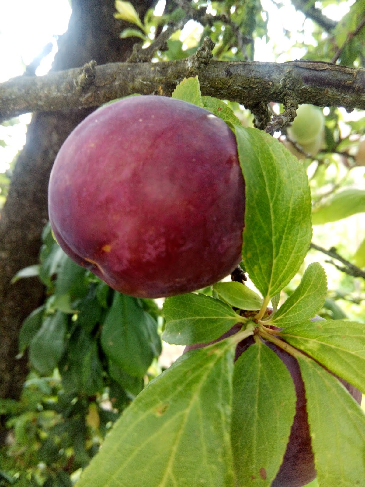 A Minha Pequena Horta: Abrunhos Vermelhos